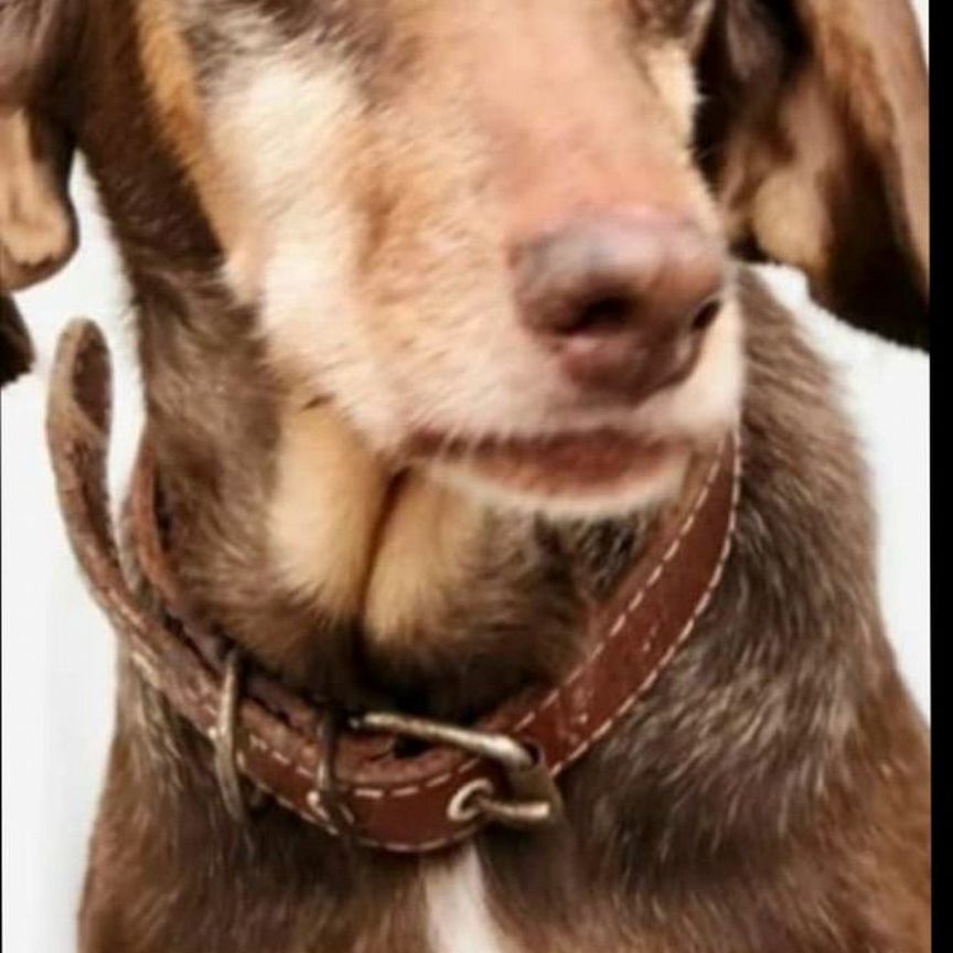 Стелла, маленькая собачка