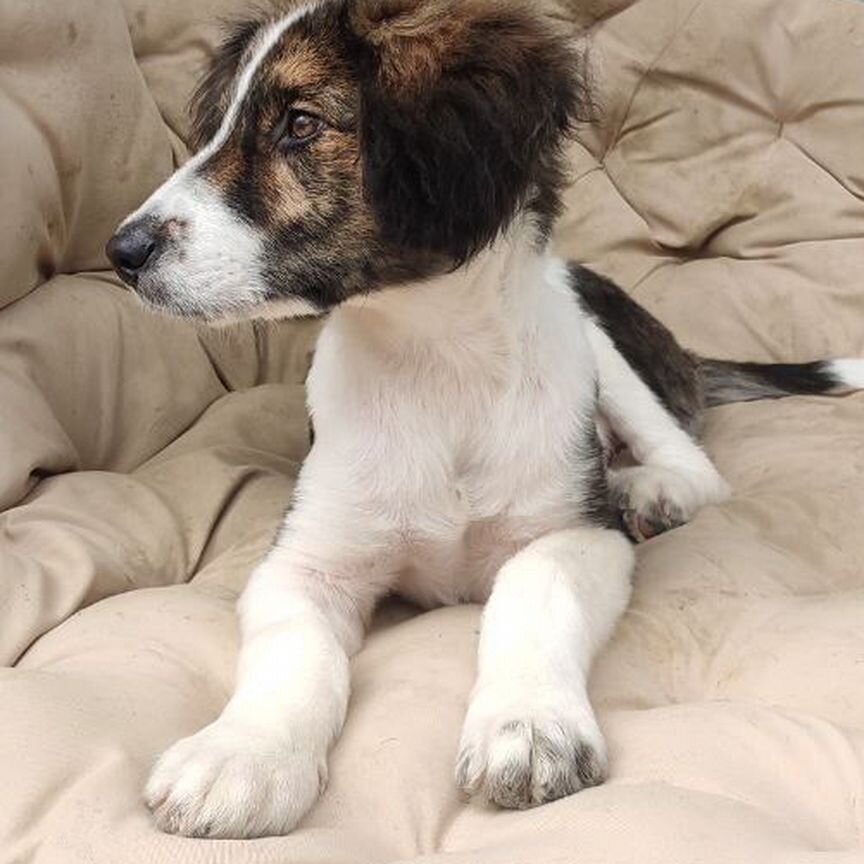 Русская пегая гончая, щенок