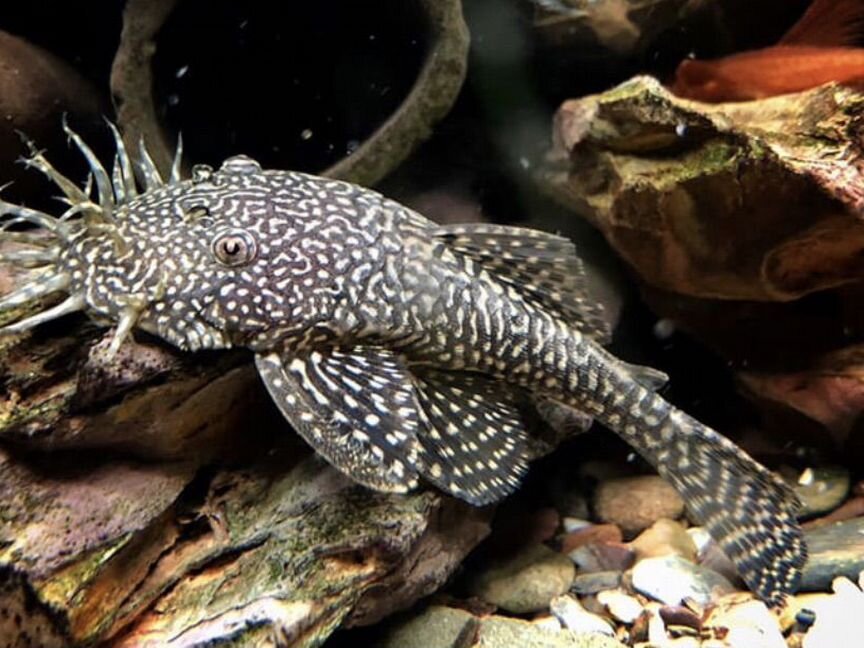 Сомик анциструс