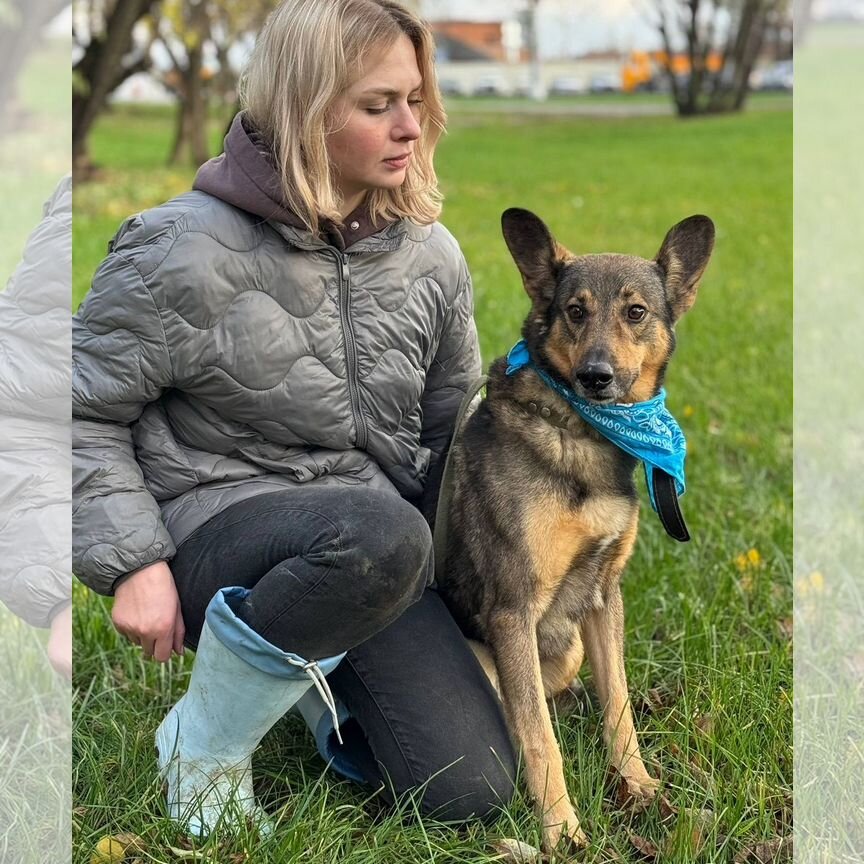 Взрослый пёс в добрые руки