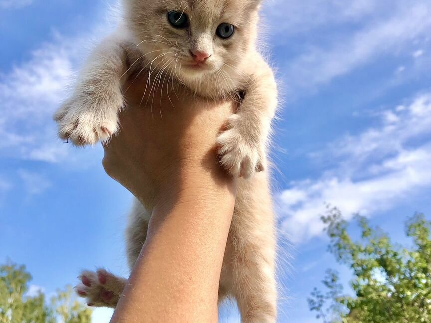 Котята молочный и пятнистый в добрые руки