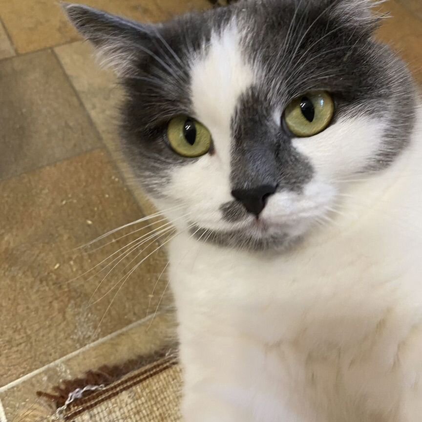 Кошечка Мия