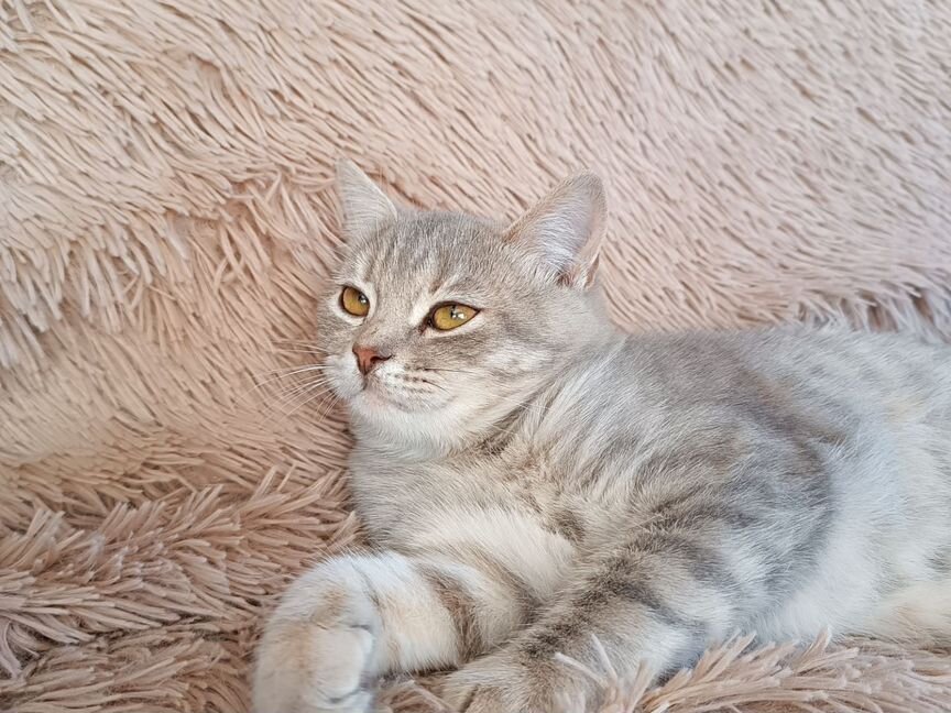 Кошки в добрые руки