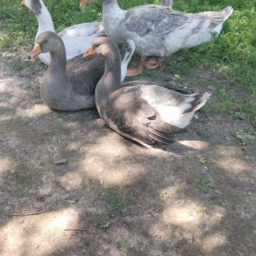 Гуси крупные домашние