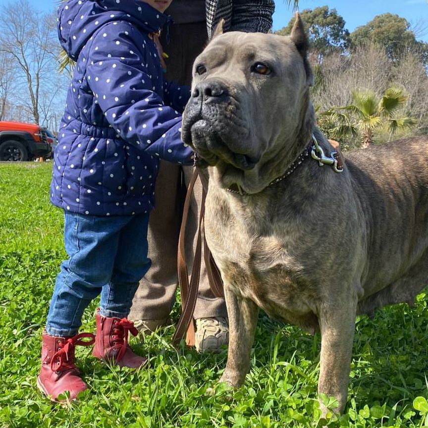 Кане-корсо, взрослая собака