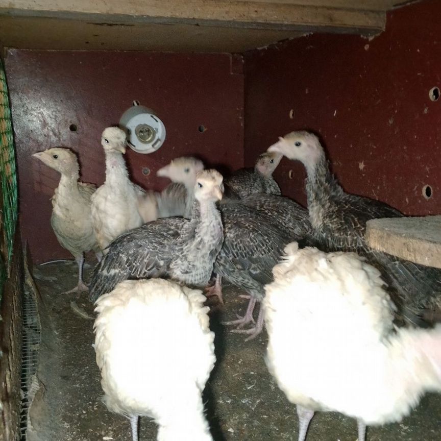 Индюшата степные