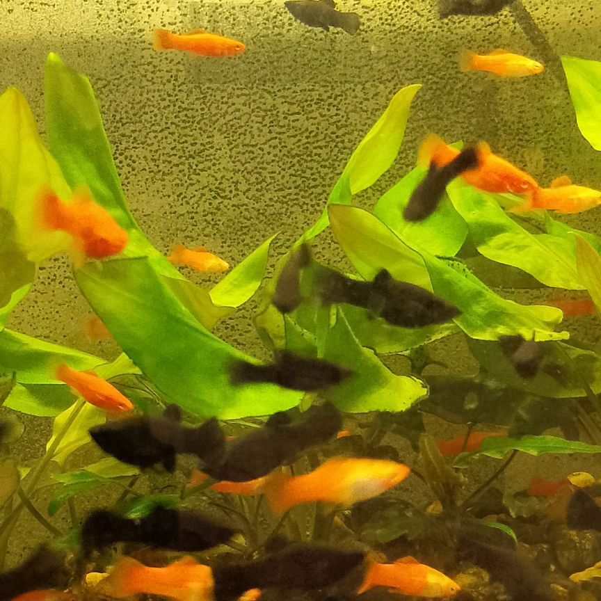 Меченосцы и моллинезии мальки