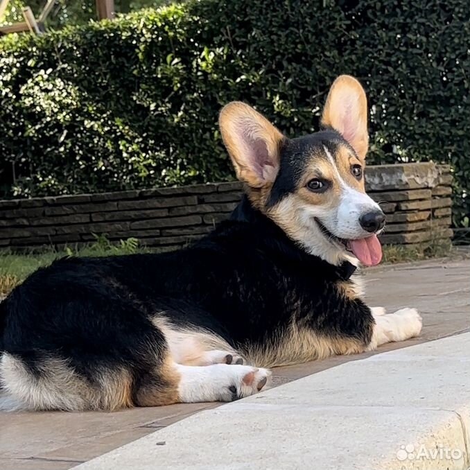 Вельшкорги пемброк