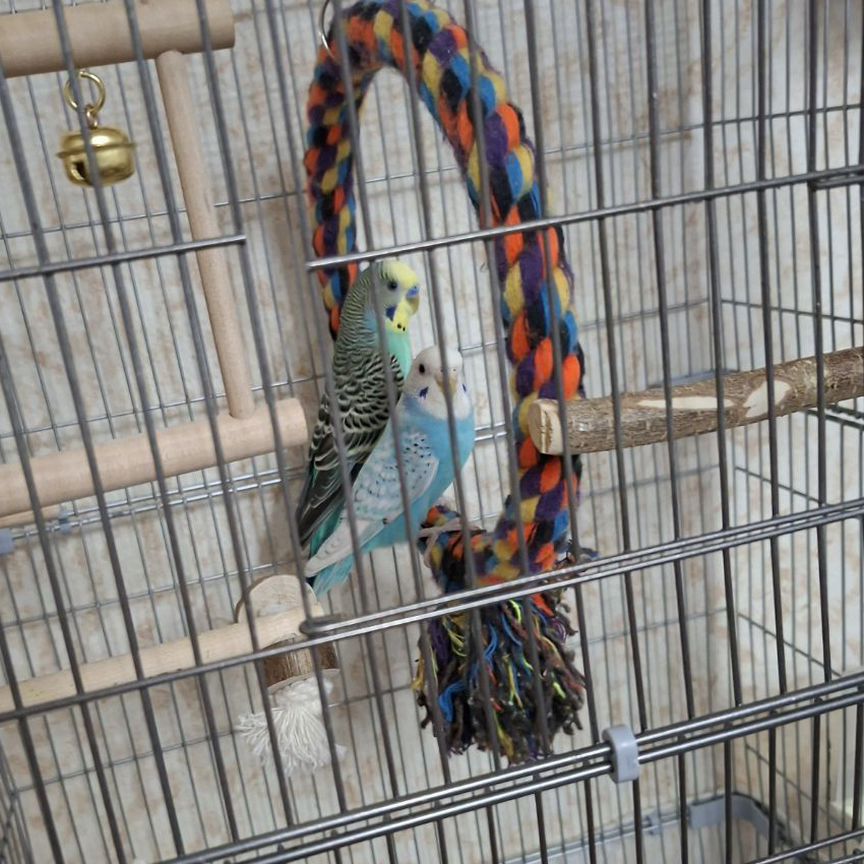 Волнистый попугай с клеткой