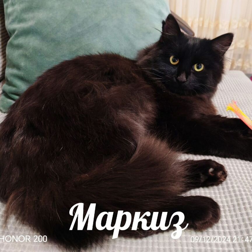 Чёрный котик