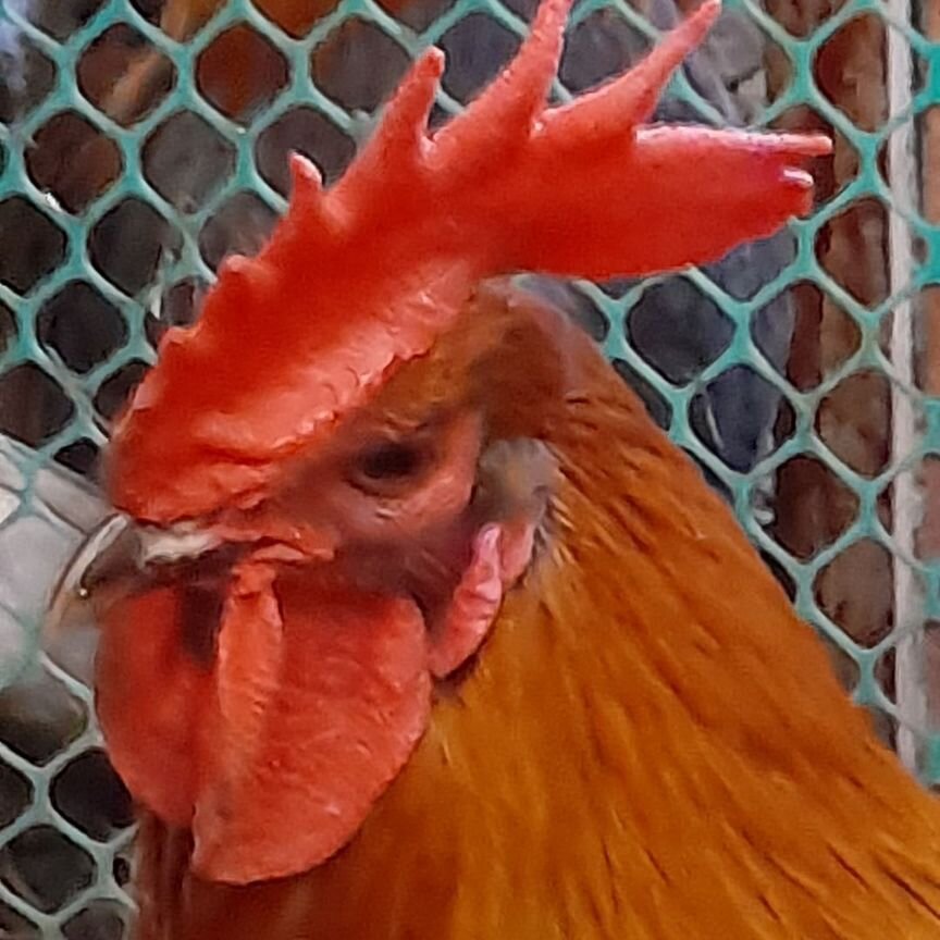 Куры молодки