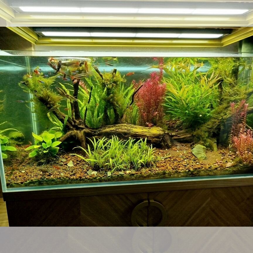 Аквариумные растения