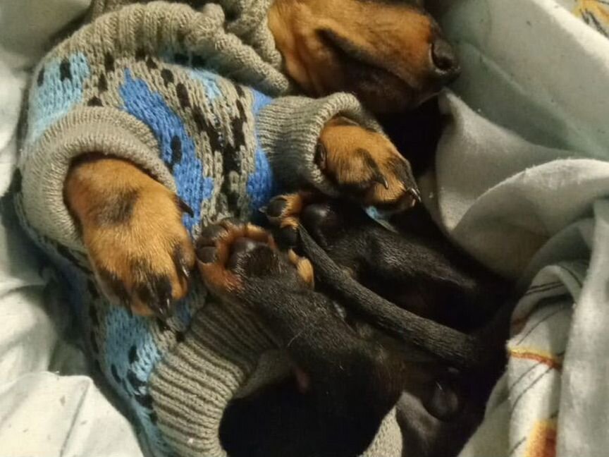 Щенок таксы