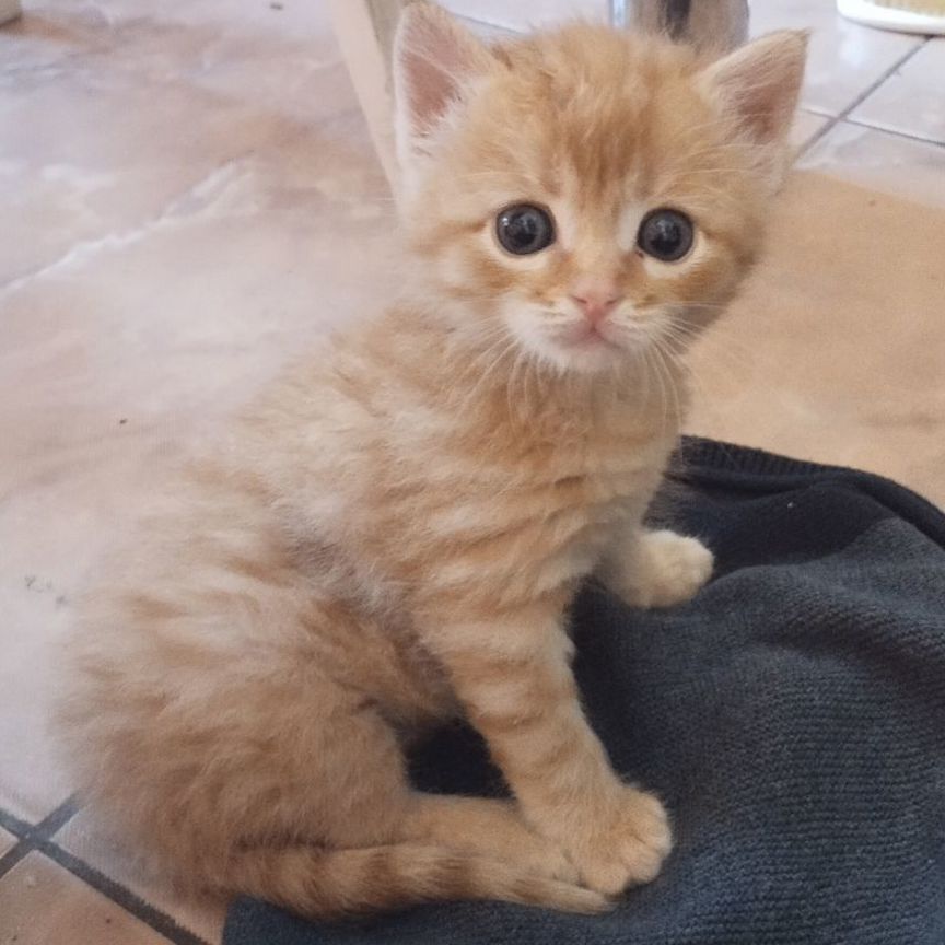 Шотландский котенок
