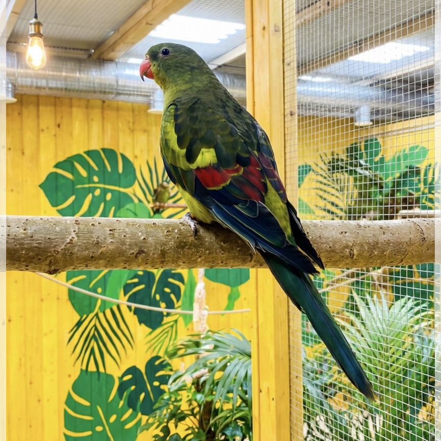 Горный попугай