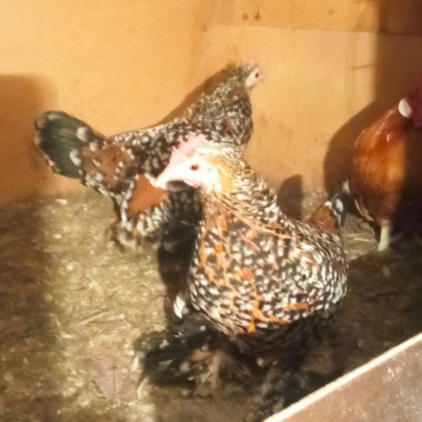 Карликовые куры бентамки