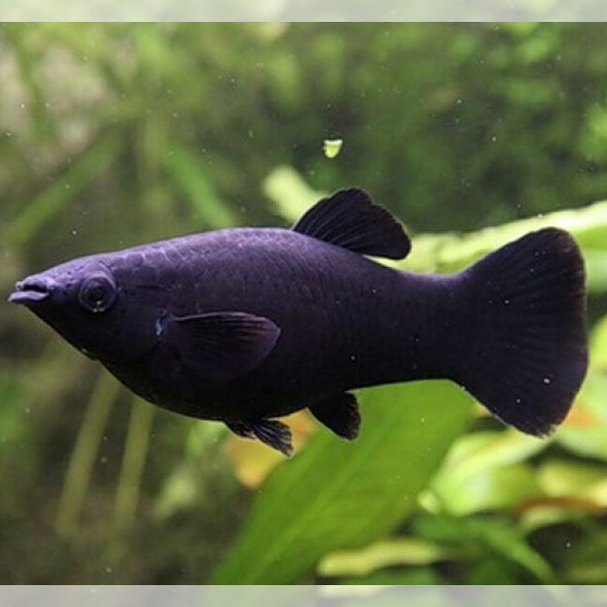 Моллинезия черная