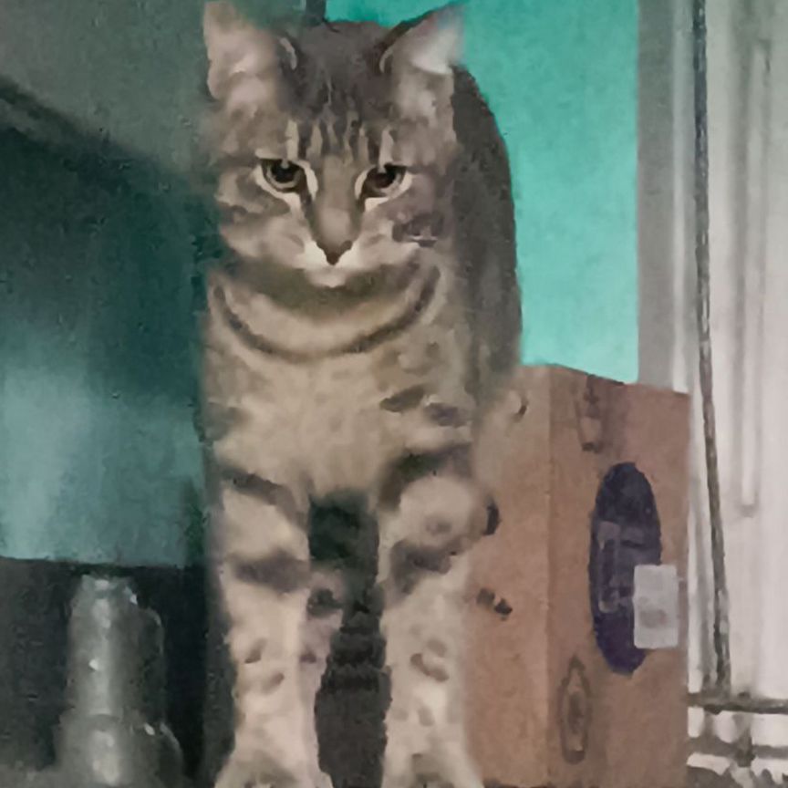 Европейский короткошёрстный котёнок