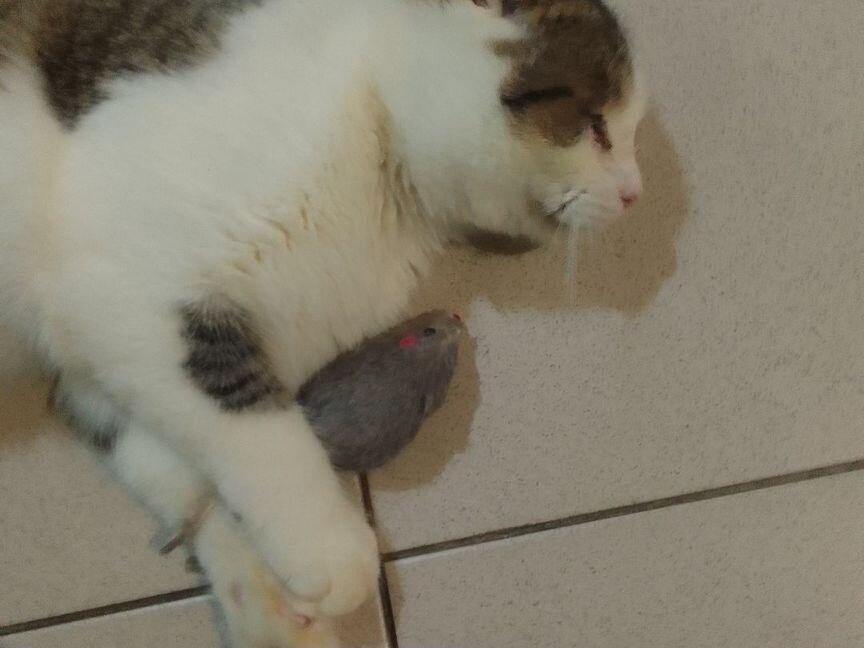 Вислоухий кот Мурзик