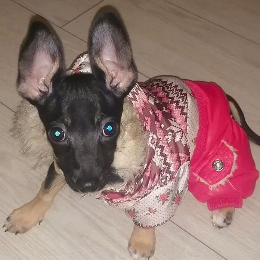 Отдам щенка в добрые руки маленьких пород