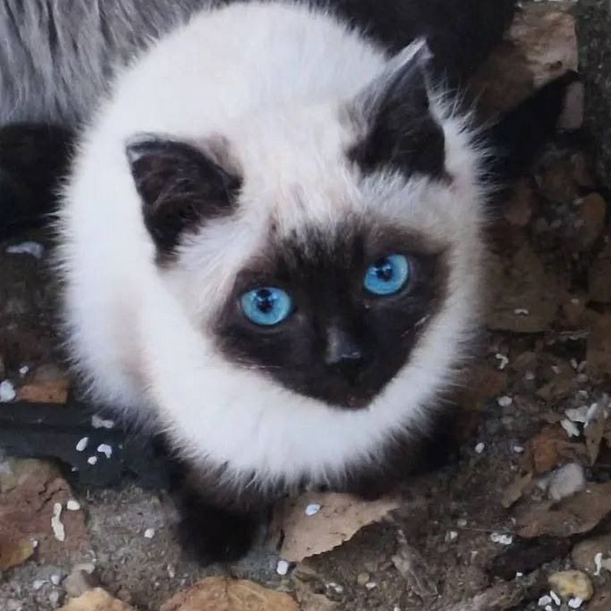 Тайский котёнок