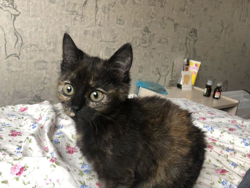 Кошка