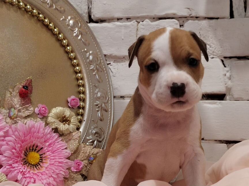 Стаффордширский терьер щенок