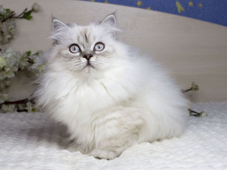 Котята манчкин