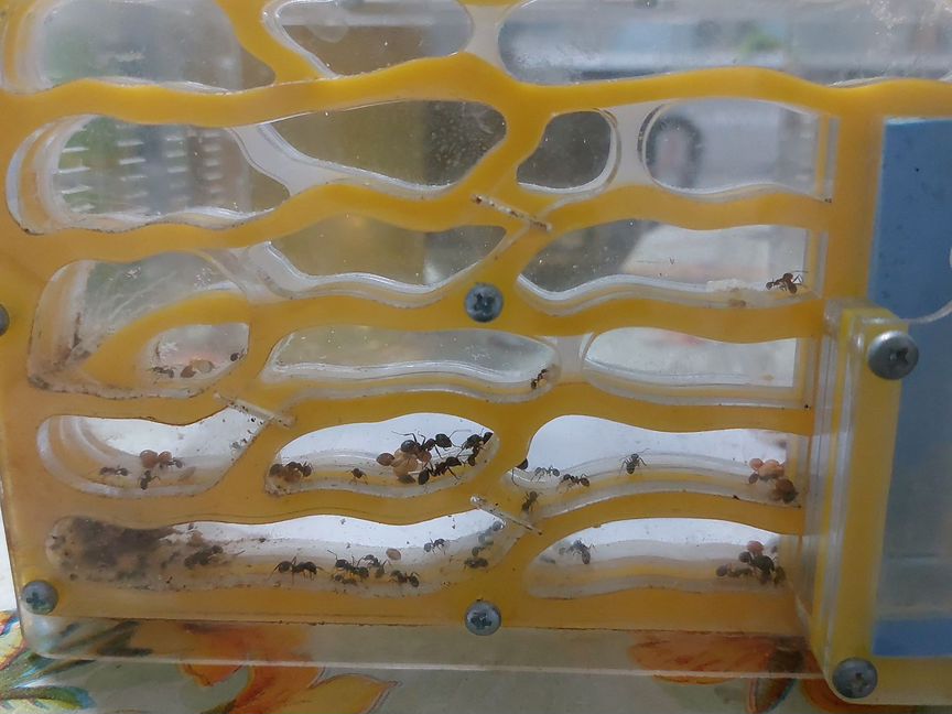 Муравьиная ферма с муравьями