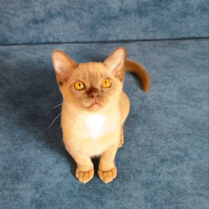 Шоколадный котик