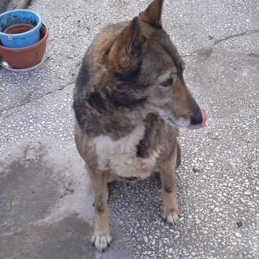 Лайка, взрослая собака