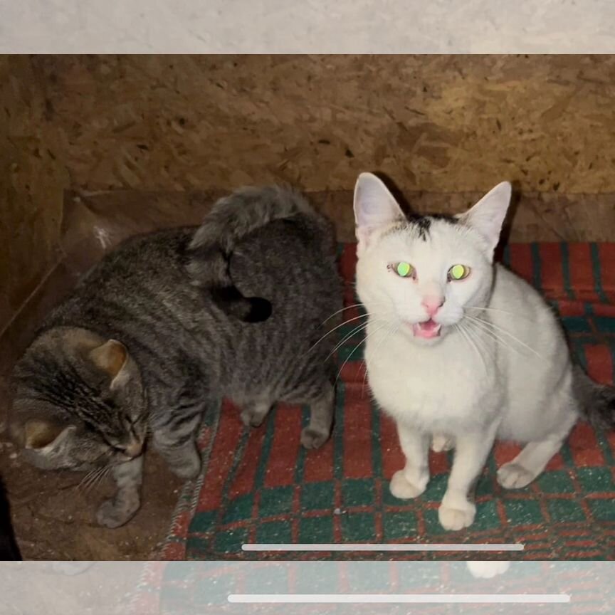 Взрослый кот в добрые руки