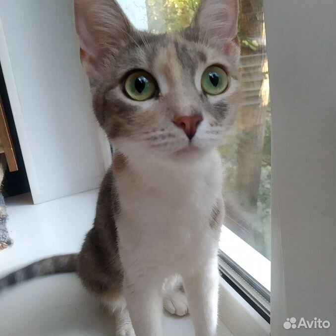 Кошечка Луиса