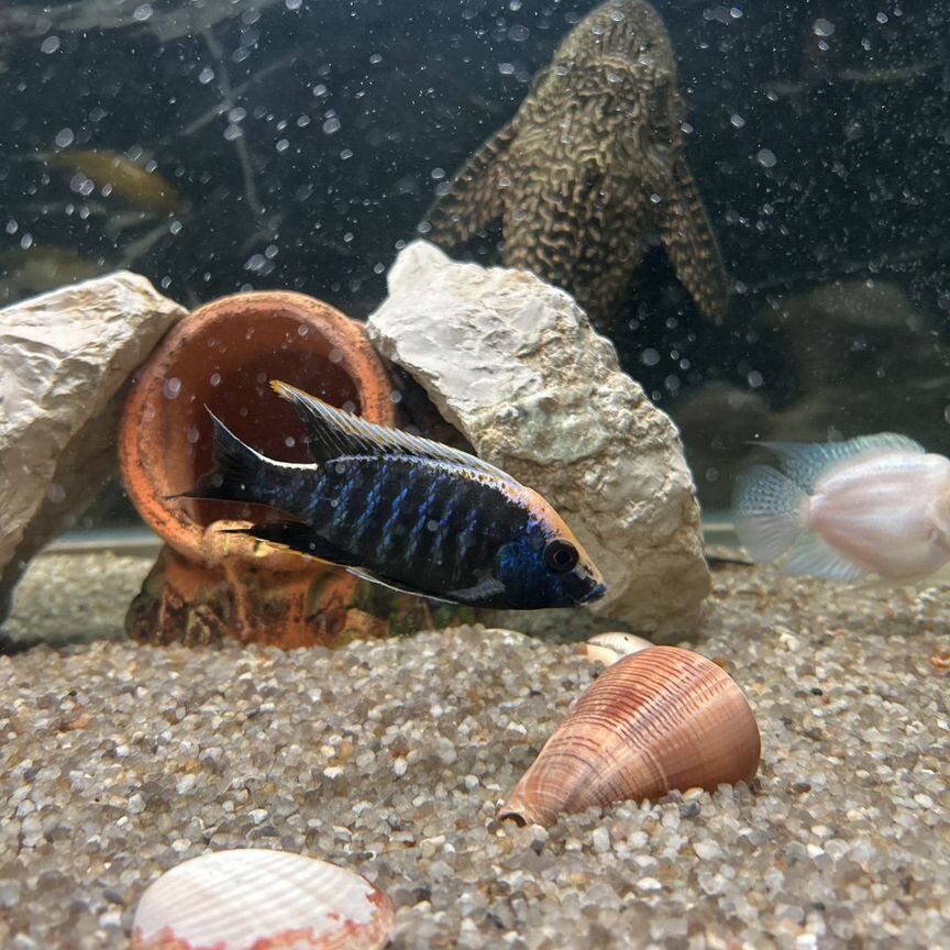 Аквариумные рыбки аулонокары