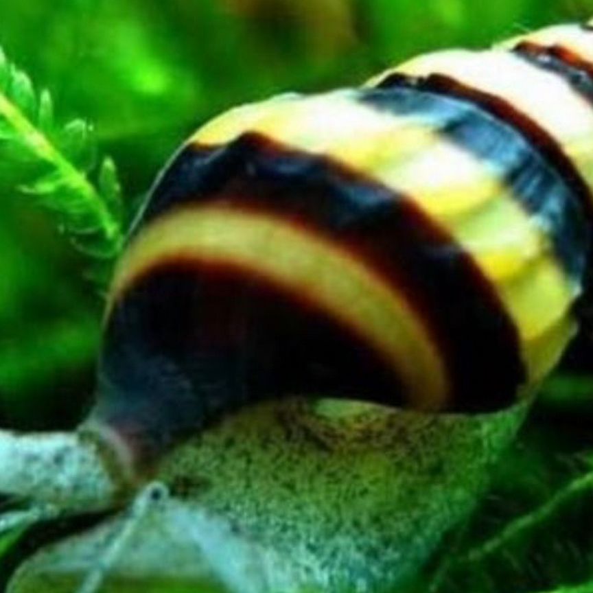 Улитка хелена