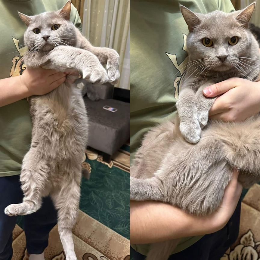 Котик в семью