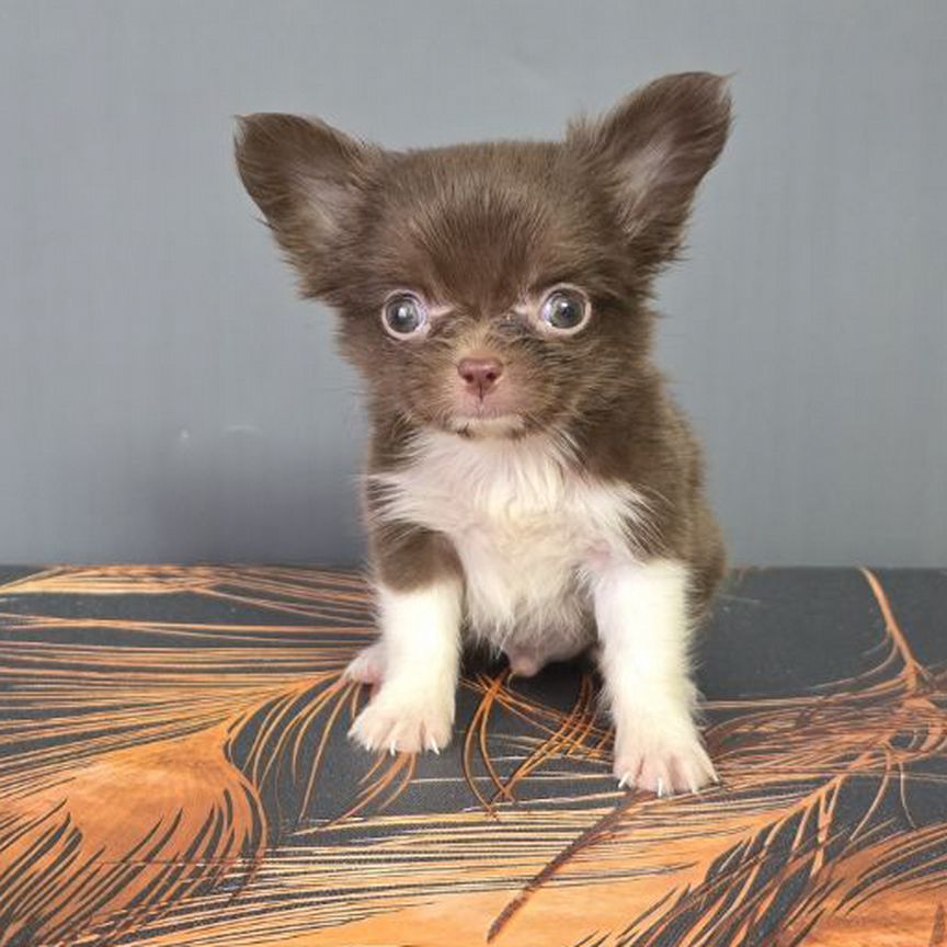 Чихуахуа, щенок