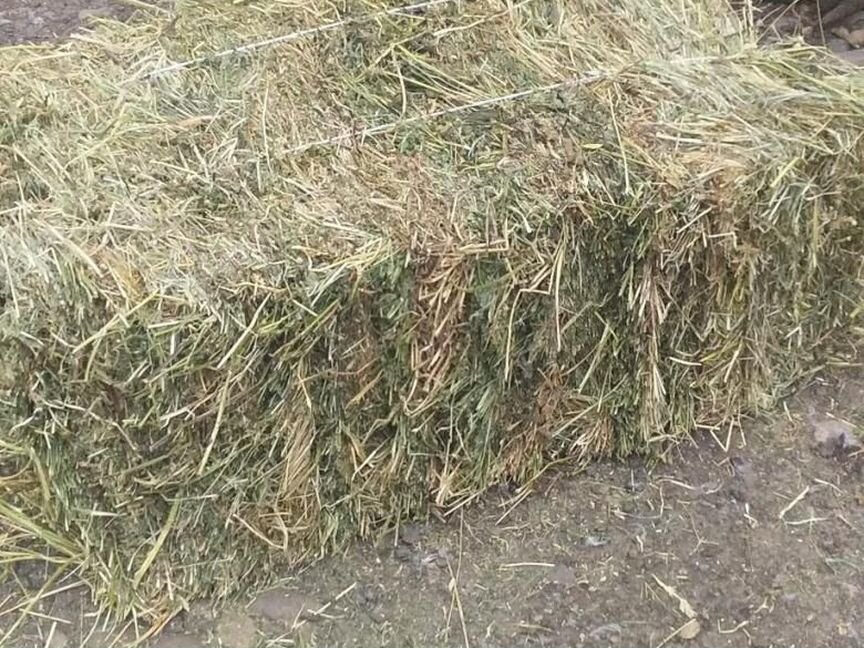 Продам сено урожай 2023