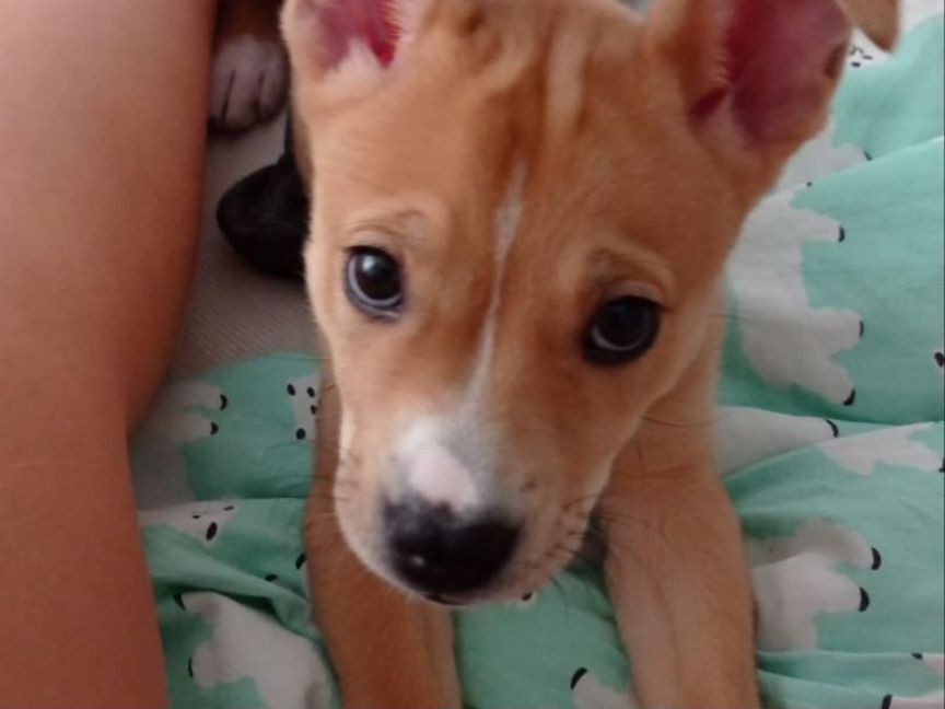 Щенок в добрые руки