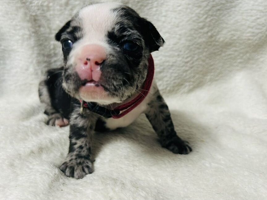 Резерв французких бульдогов