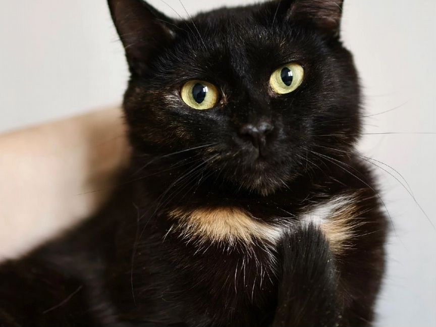 Кошка Шерла ищет