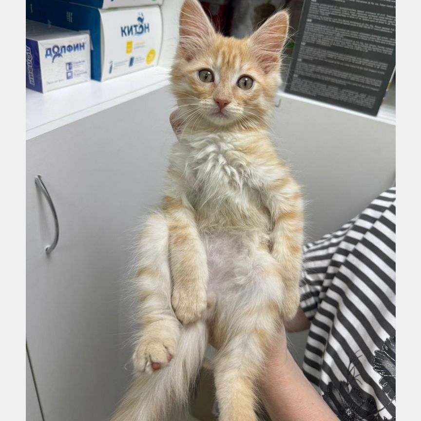 Рыжий котенок мальчик