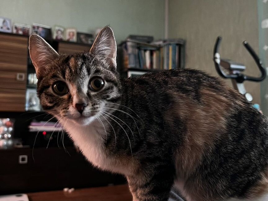 Котенок (кошка)
