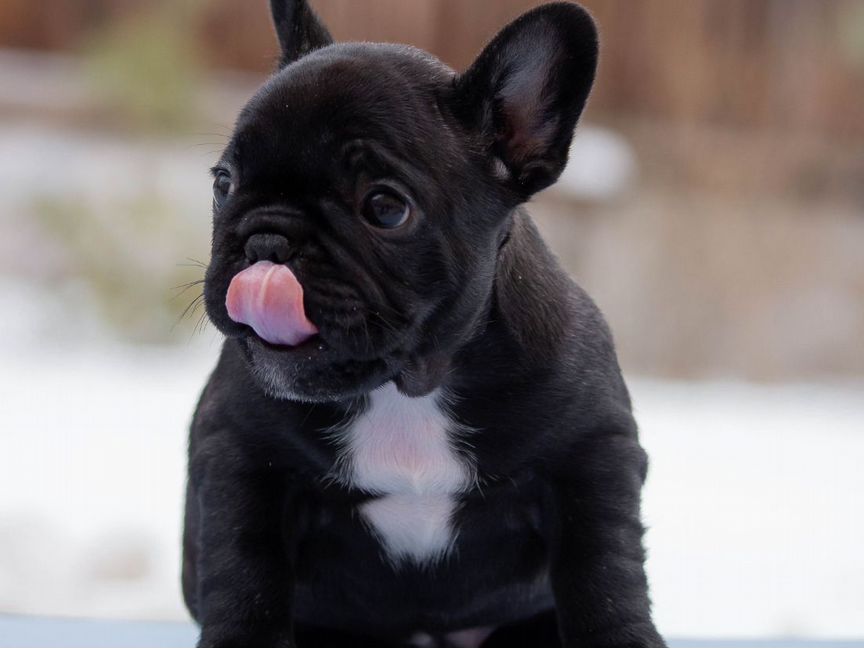 Французский бульдог