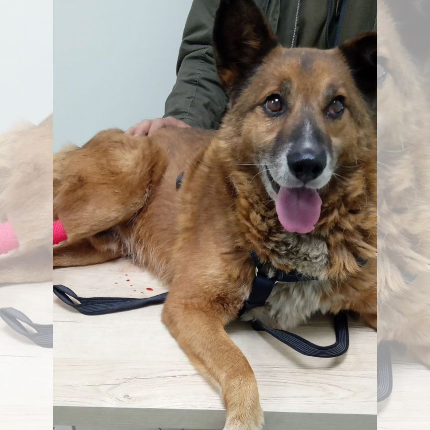 Пёс Рыжик в тёплый дом бесплатно