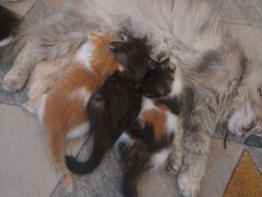 Котята вислоухие смесь