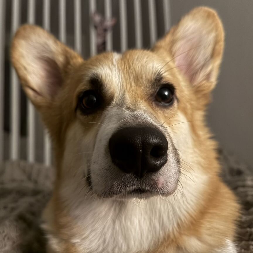 Вельш Корги Пемброк, взрослый пёс