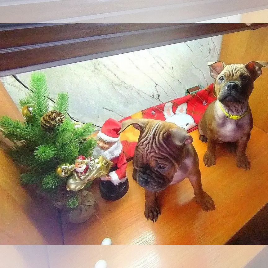 Французский бульдог, щенок