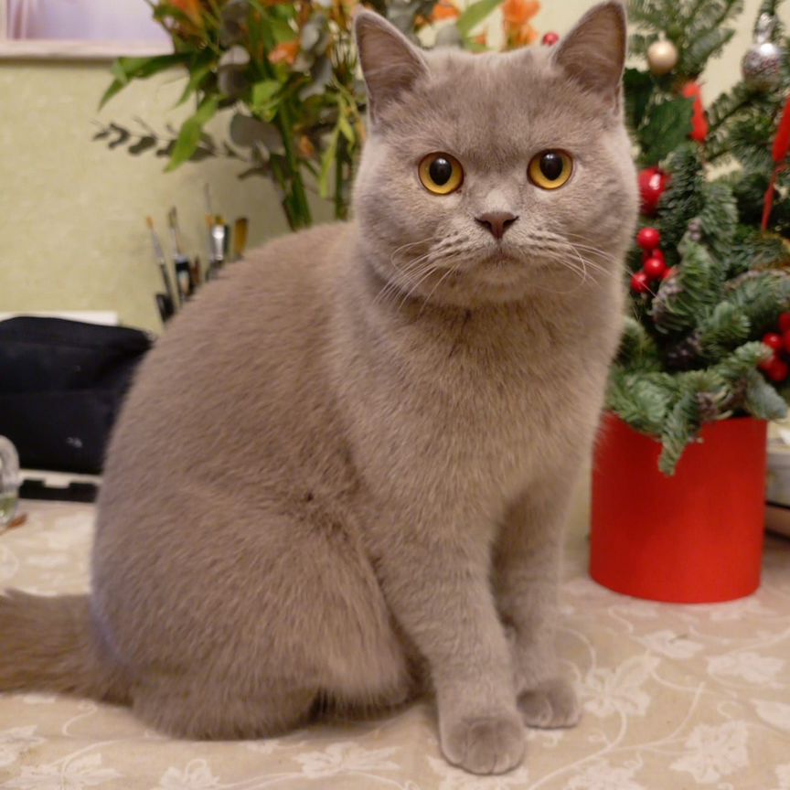 Лиловый британец