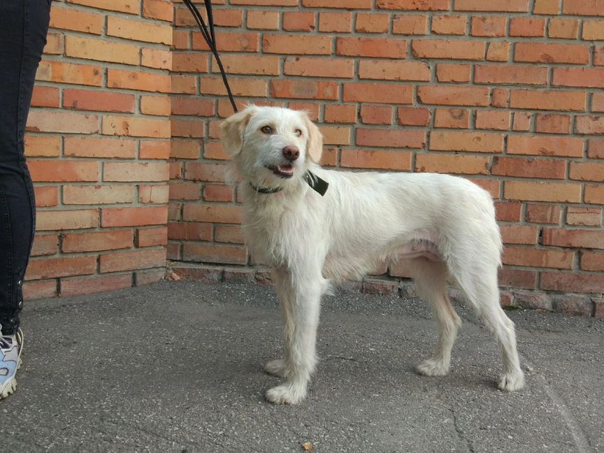 Чудо собака